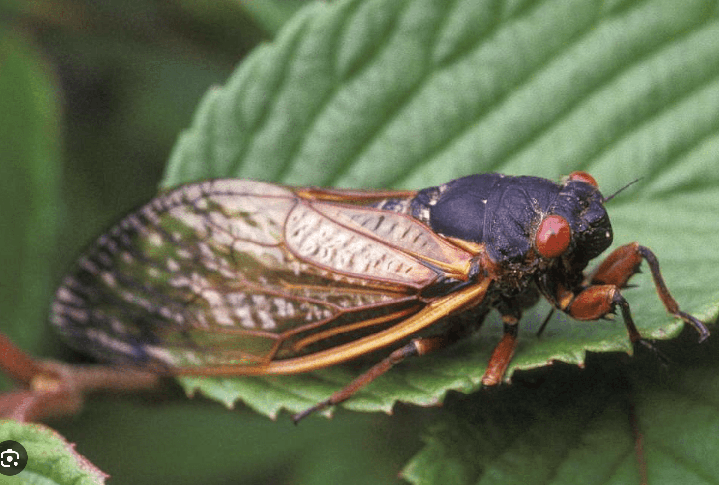 Explosion of cicada-eating mites has the state of Illinois scratching ...