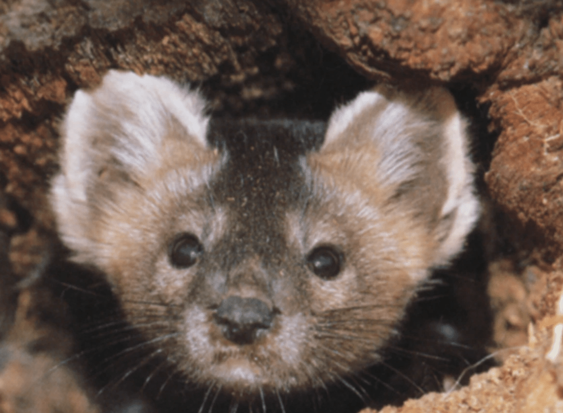 Animals Farmed For Fur In China Test Positive For Myriad Concerning ...