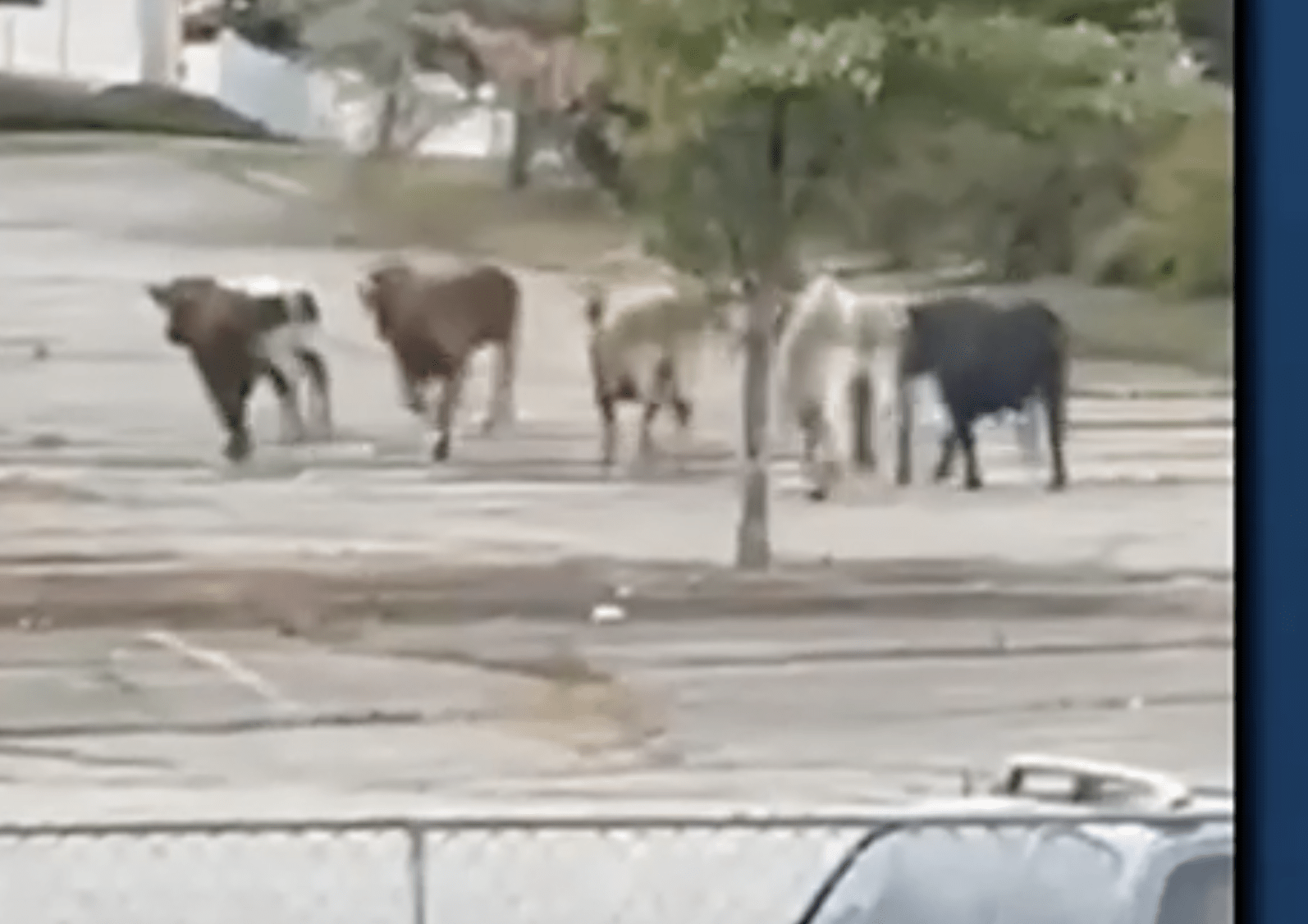 One bull loose after 8 escape from rodeo - Headline Health