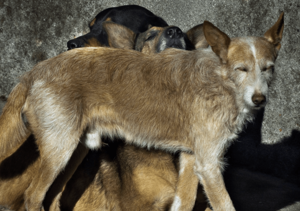 The Dogs of Chernobyl Are Experiencing Rapid Evolution, Study Suggests ...