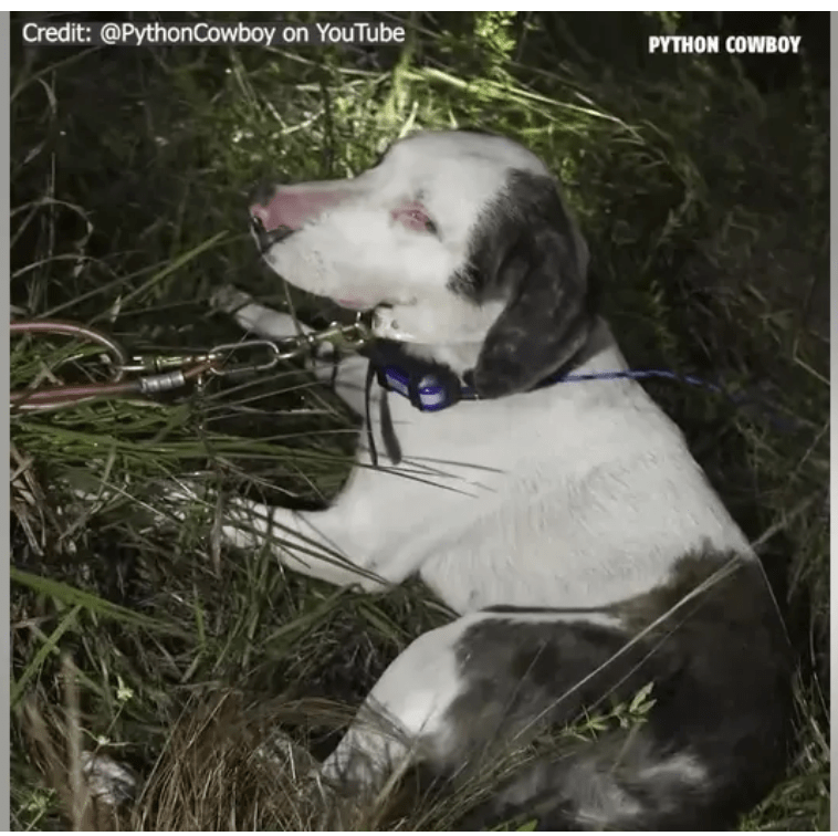 Blind dog finds blind python in Florida Everglades - Headline Health