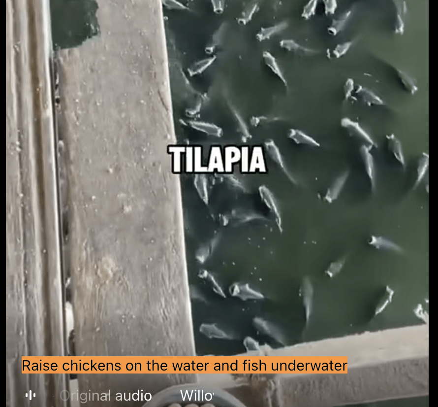 Thai Talapia: "Most farmers fertilize their ponds with chicken manure ...