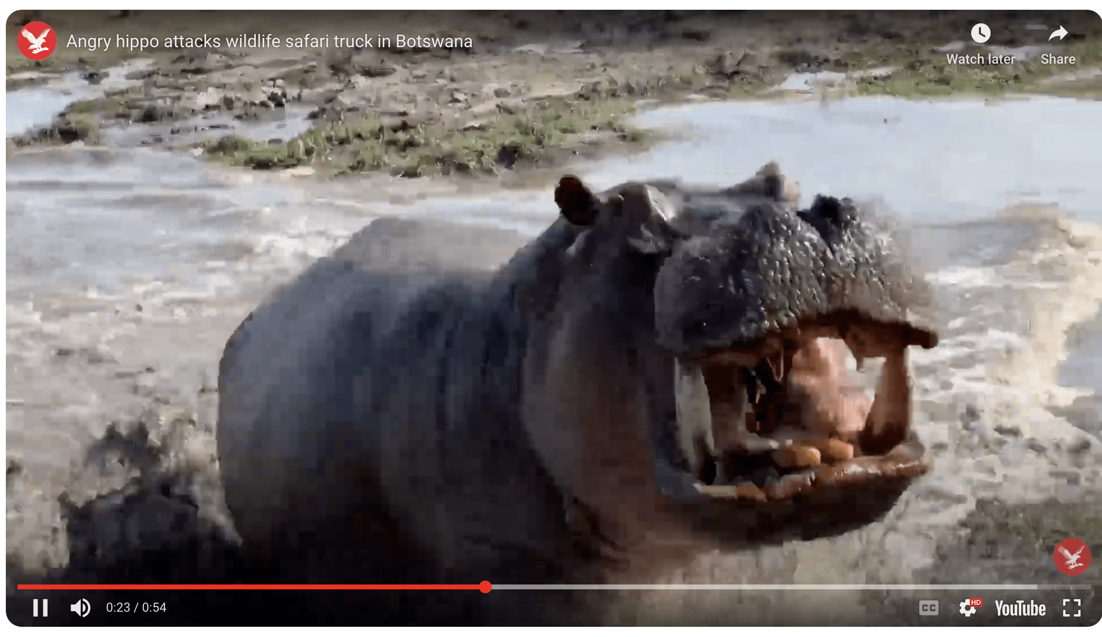 Husband watches in horror as rampaging hippo kills his wife on African ...