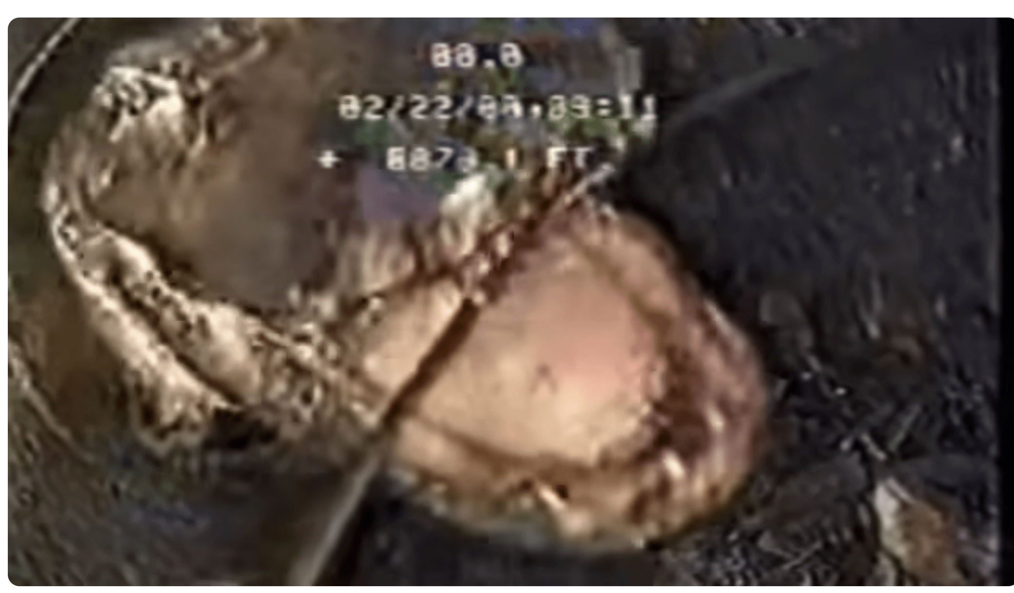 Florida City’s Sewer System Is Full of Alligators - Headline Health