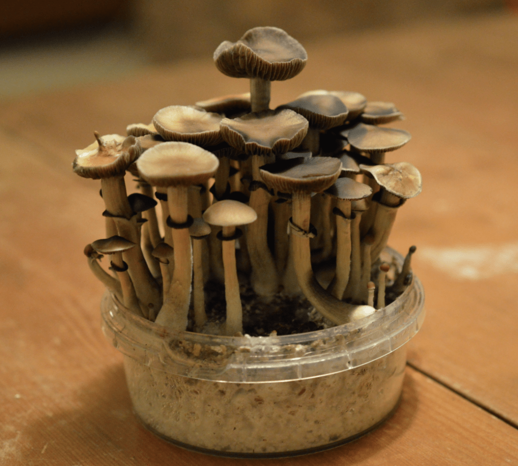 The Colorado psychedelic mushroom experiment has arrived - Headline Health