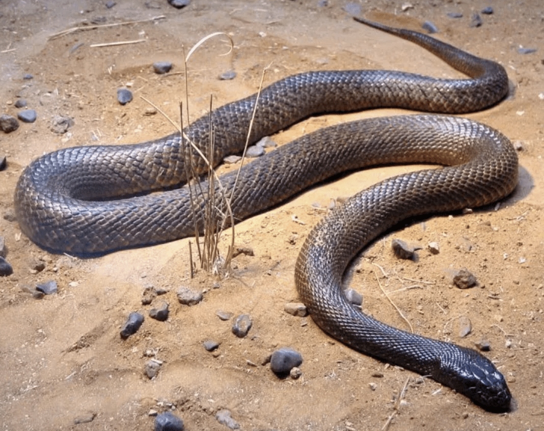 Venomous snake owners fight against proposed statewide ban - Headline ...