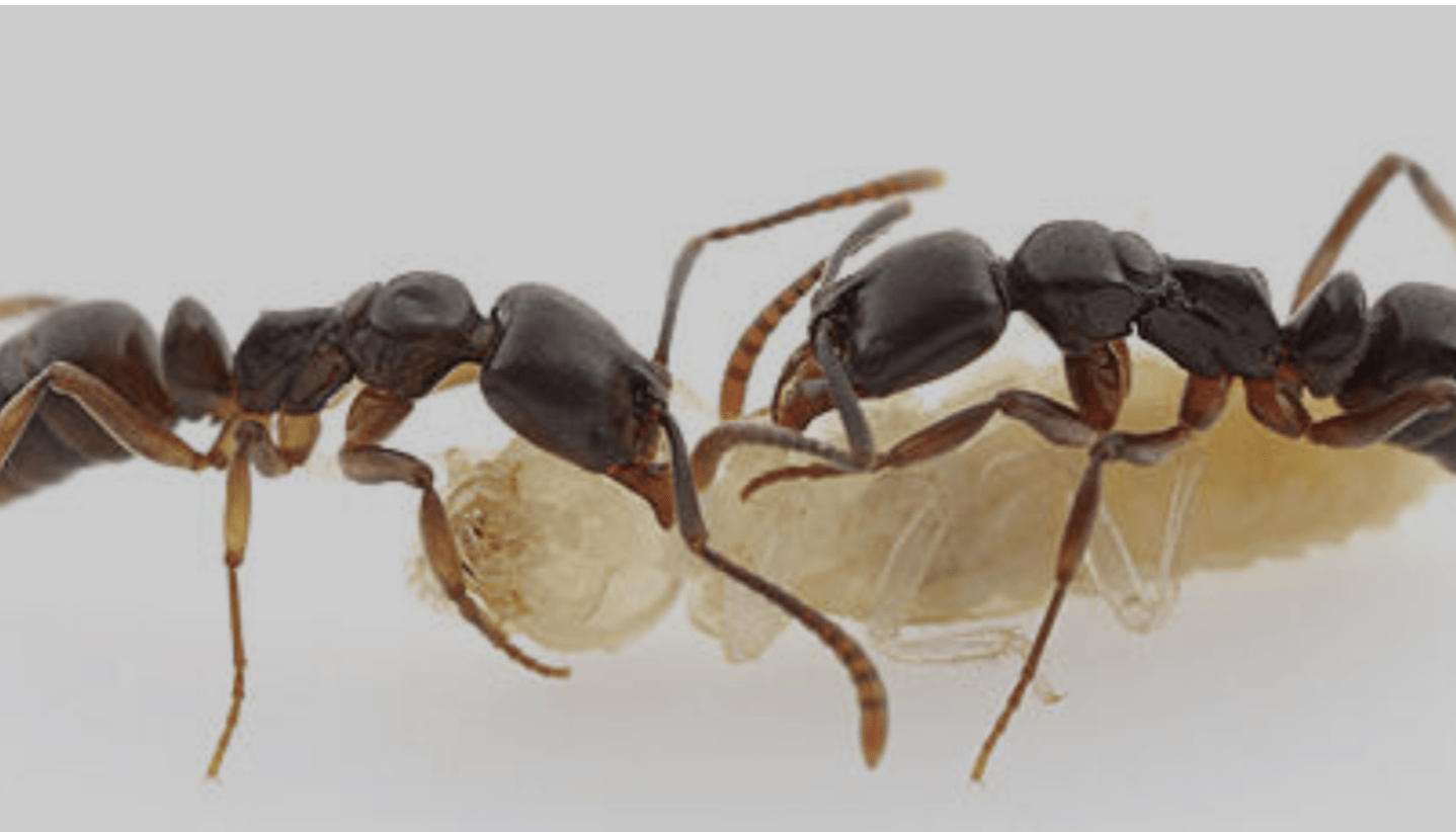 This ant invading SC can kill you and it’s spreading. Here’s what to ...