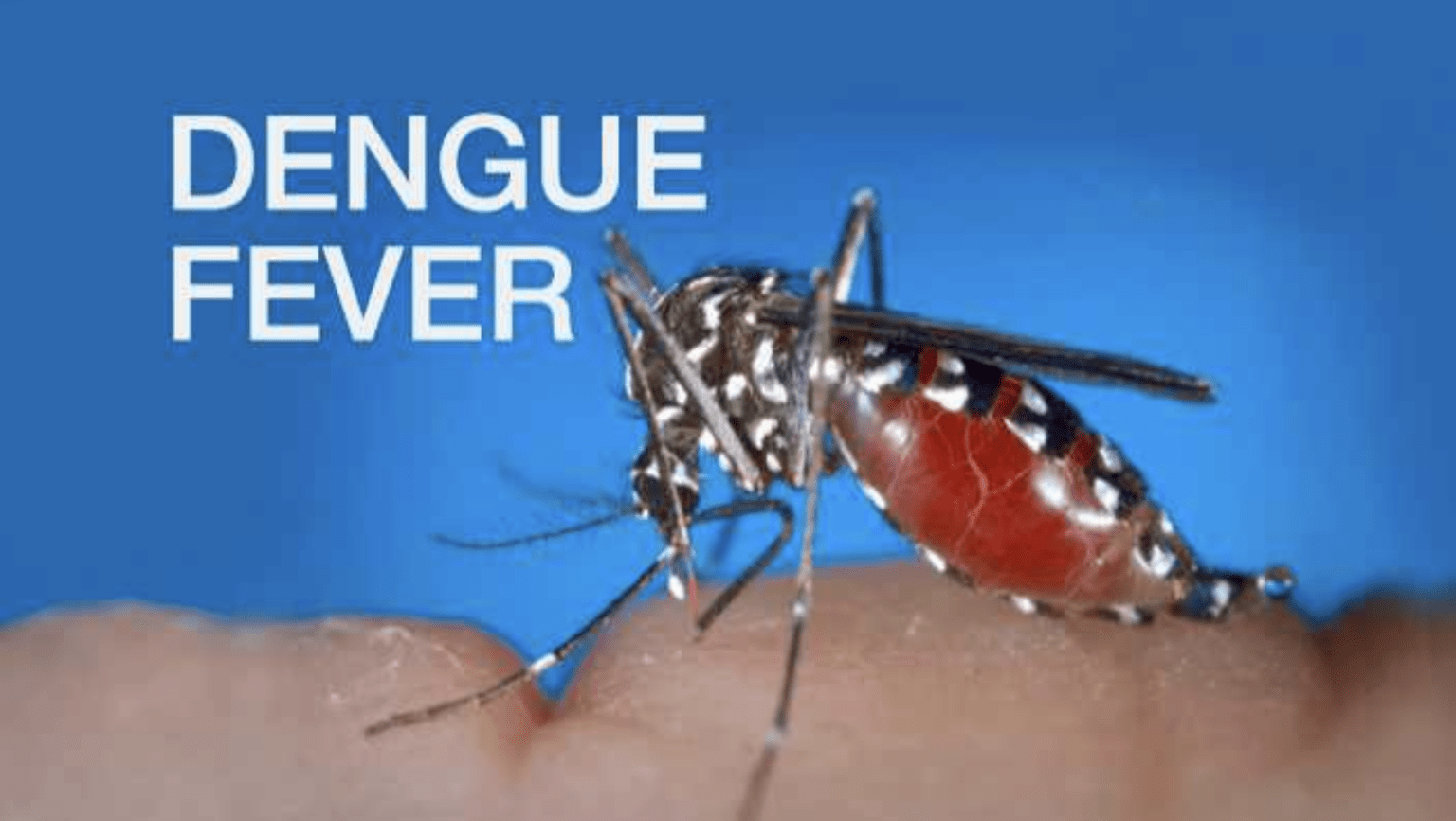 Mayo Clinic expert explains dengue fever - Headline Health