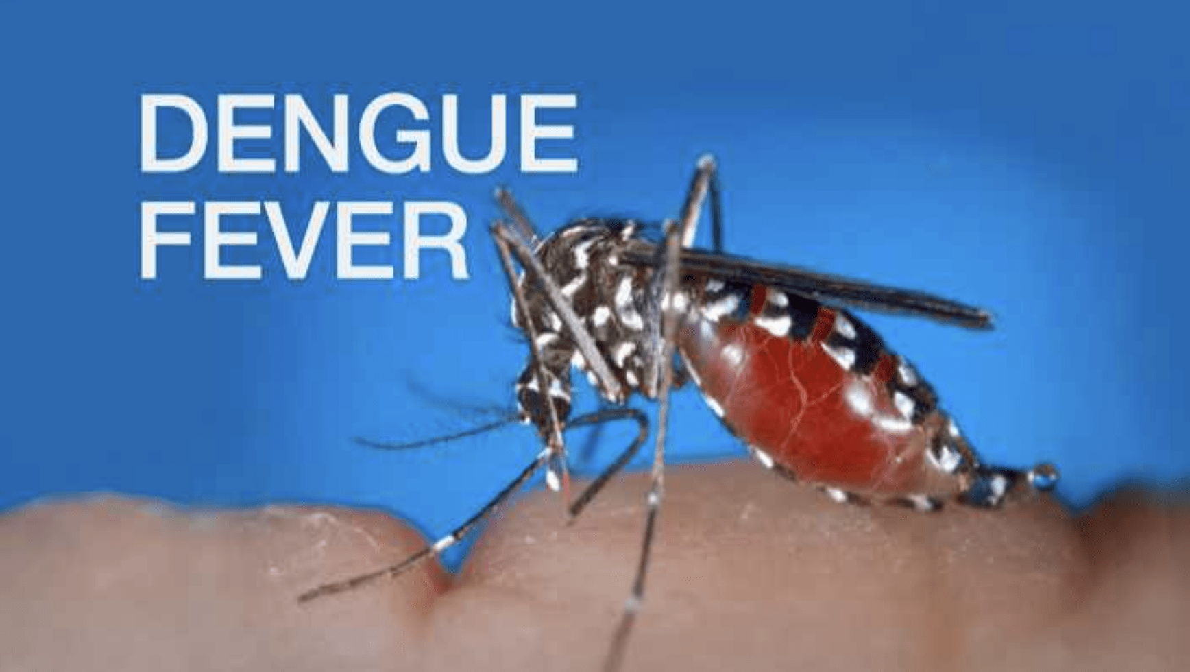 Mayo Clinic expert explains dengue fever - Headline Health