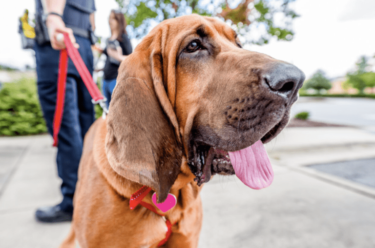 Bloodhounds hunting ‘Devil in the Ozarks’ fugitive are seen as key part ...