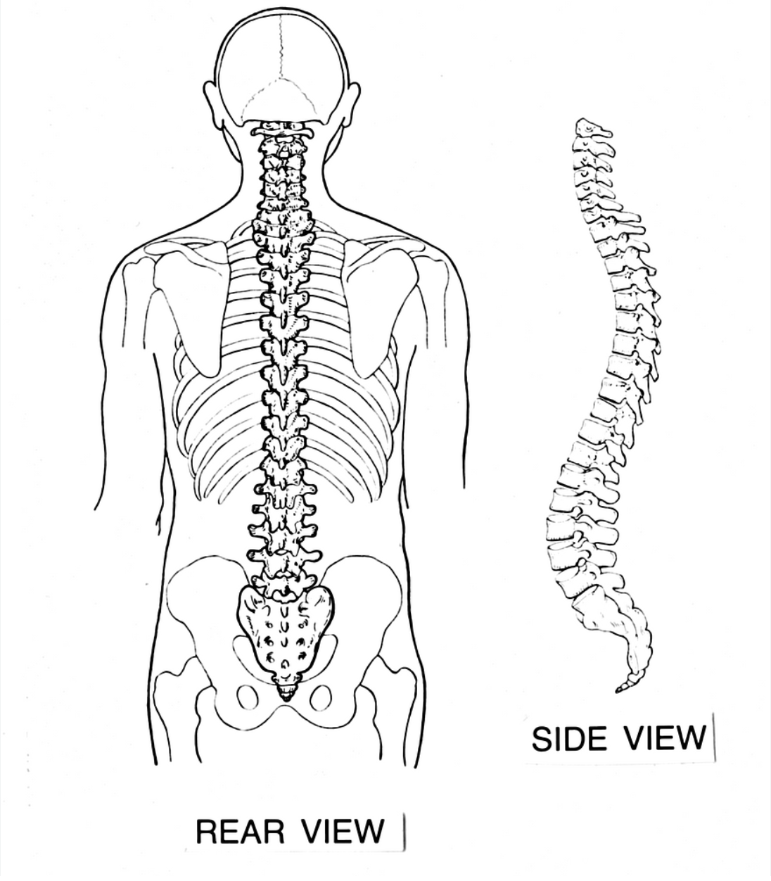 Scientists have found a way to grow a backbone - Headline Health