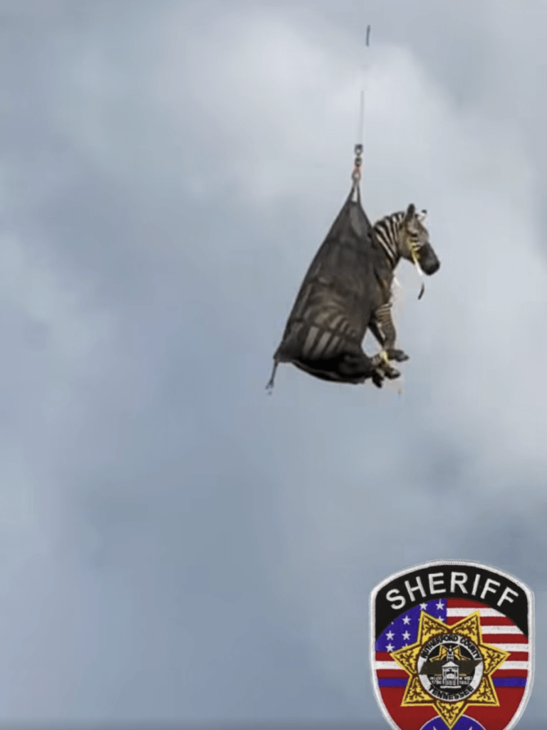 Runaway zebra named Ed caught after a week on the run in Tennessee ...