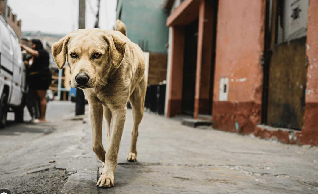 Why is Morocco killing thousands of stray dogs ahead of the 2030 World ...