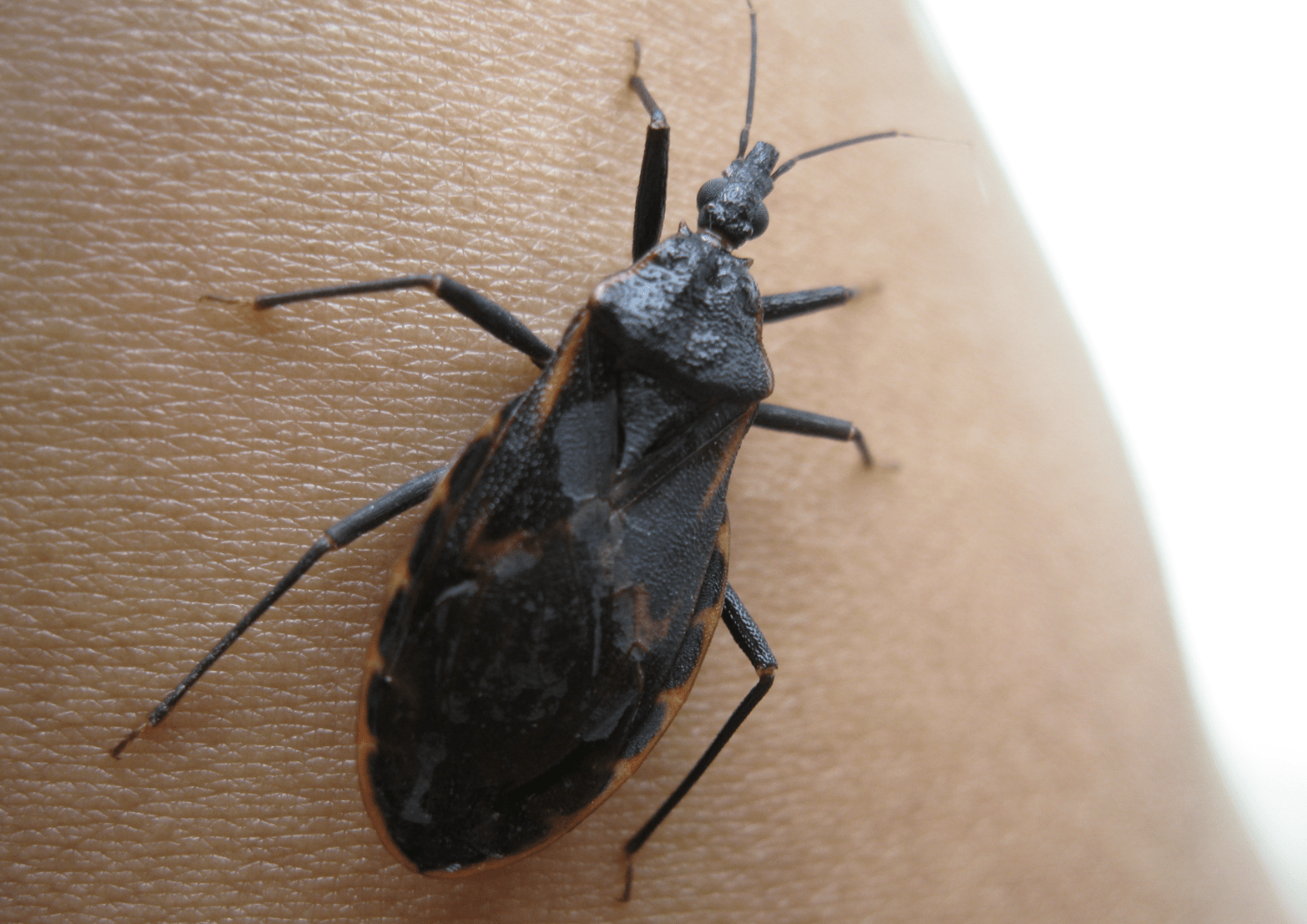 Chagas Disease, Transmitted by ‘Kissing Bugs,’ is Now Considered ...