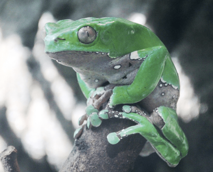 From Ritual to Trend: The Deadly Rise of a Frog Secretion - Headline Health