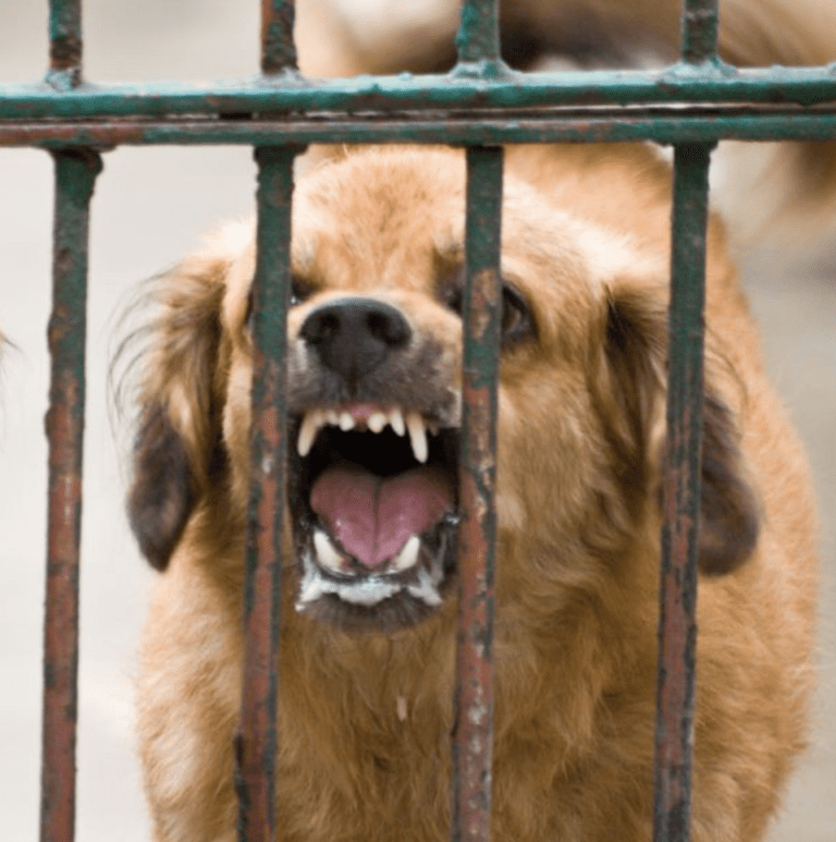 The US is tracking 14 potential rabies outbreaks in 20 states. Here’s ...