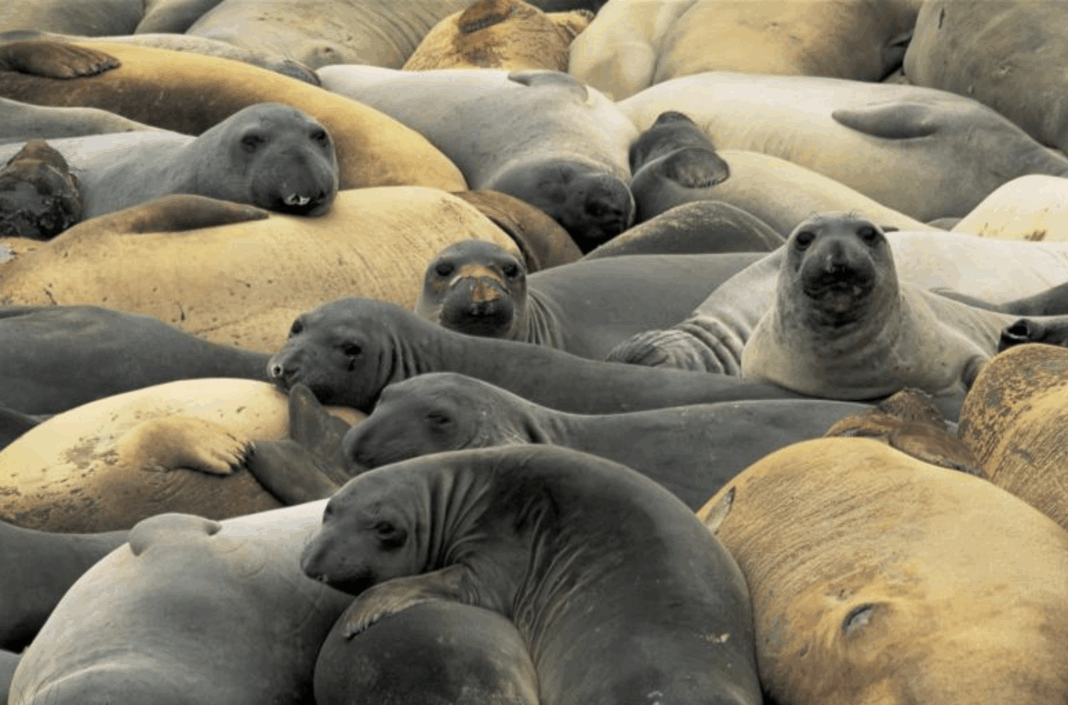 Fears for elephant seals as bird flu kills half of population in South ...