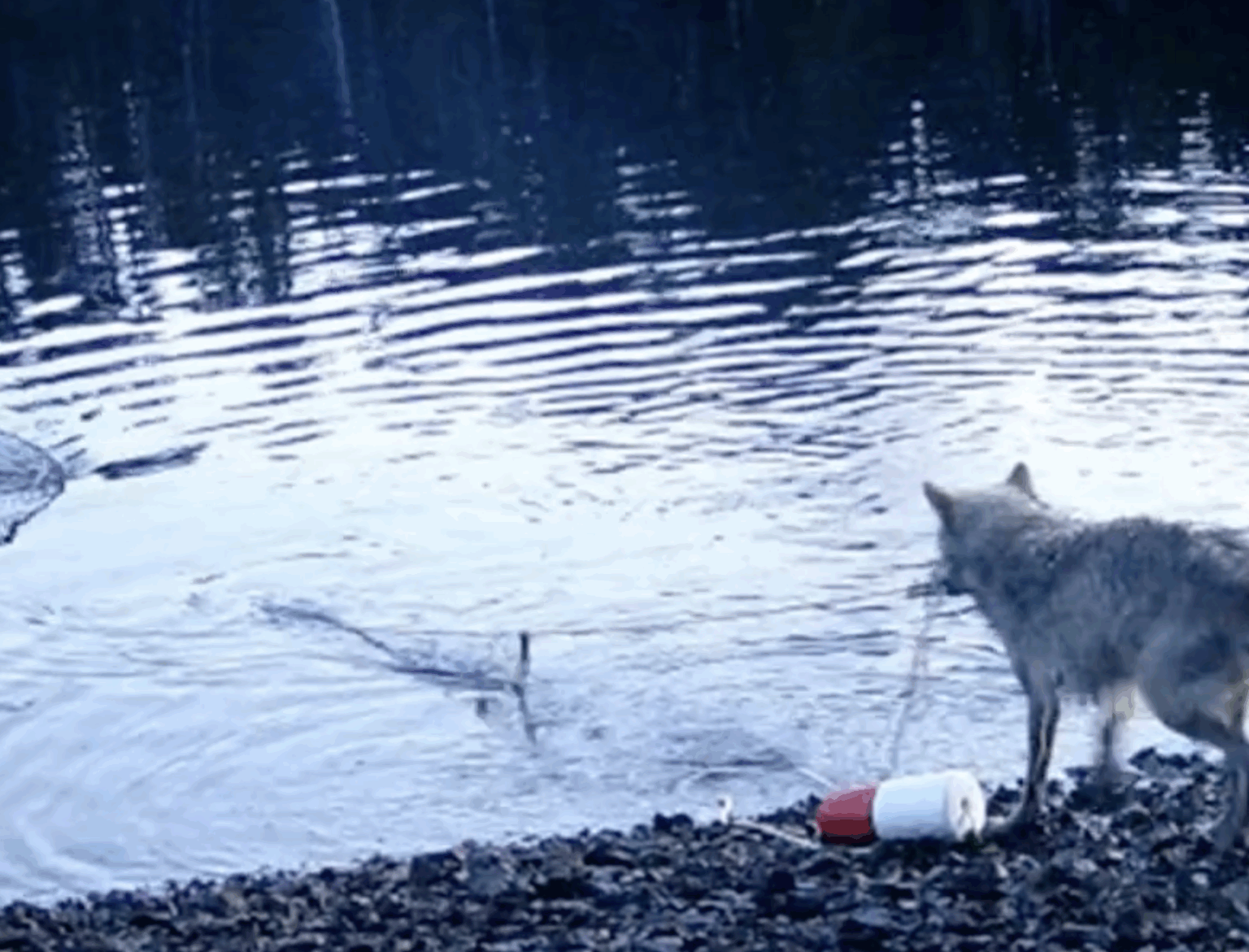 Video Reveals How Far Wolves Will Go to Steal a Meal - Headline Health