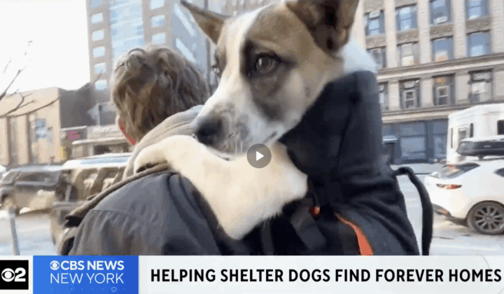 NYC influencer takes shelter dogs on subway adventures to help them ...